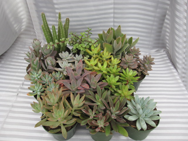 Dragon Agro Products - Carnivorous Plants CP , Nepenthes, Pitcher ...