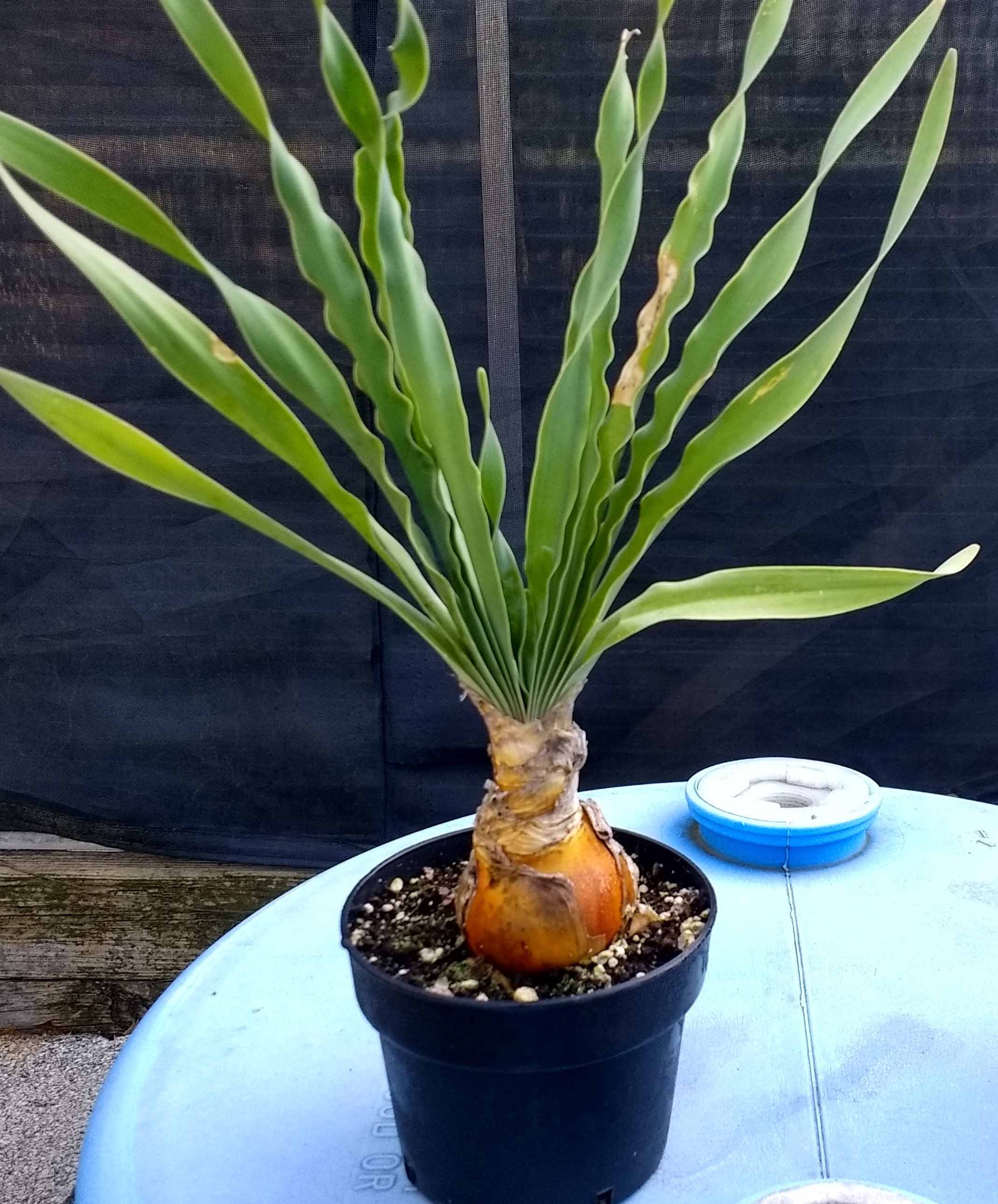Dragon Agro Products - Other Interesting Plants