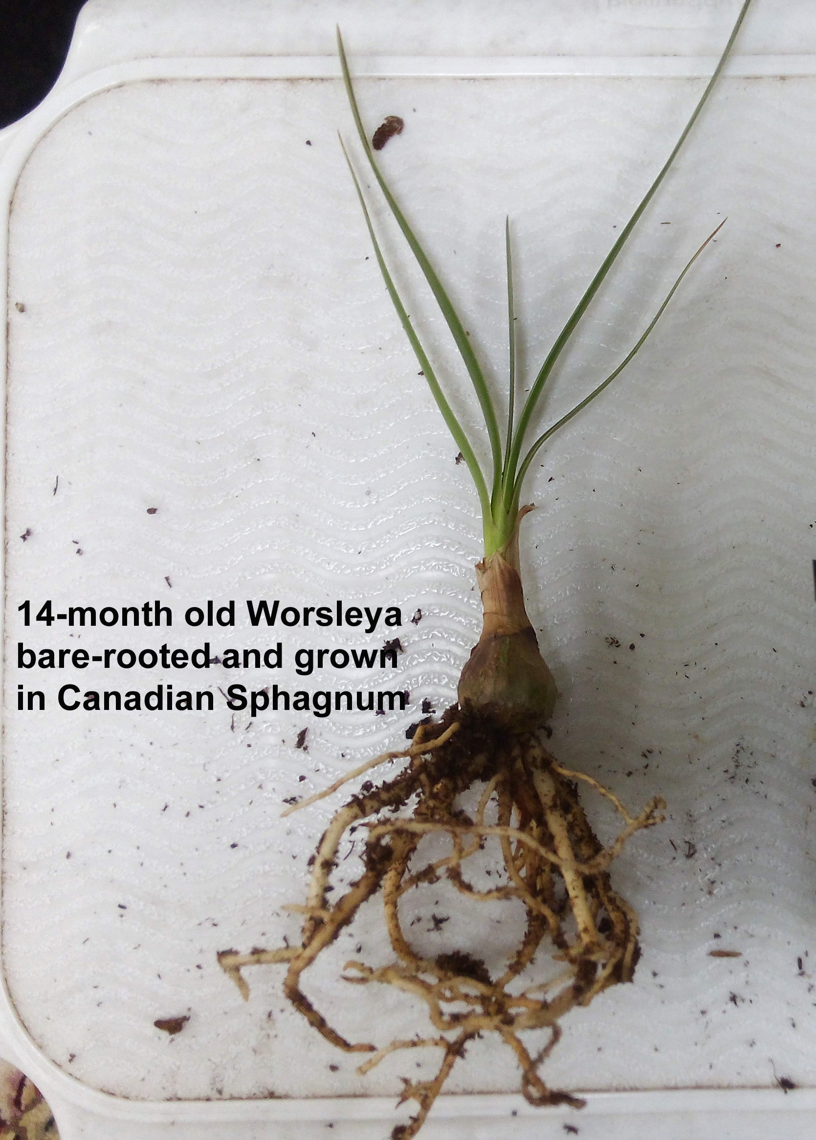 Worsleya procera - The Blue Amaryllis Culture