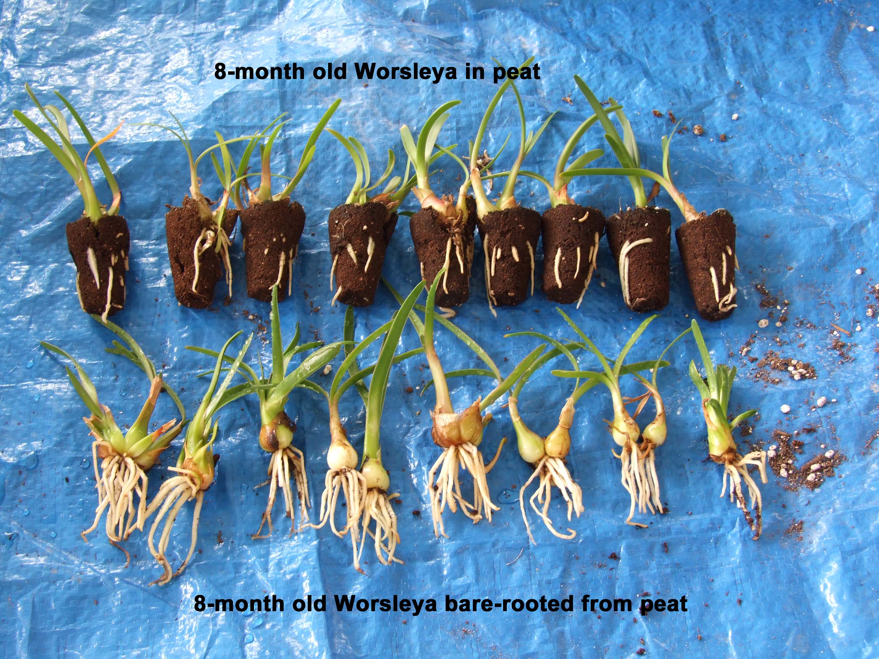 Worsleya procera - The Blue Amaryllis Culture